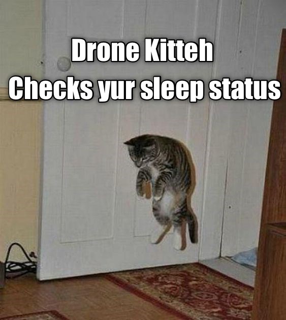 3am is rapidly approaching - Lolcats - lol | cat memes | funny cats ...