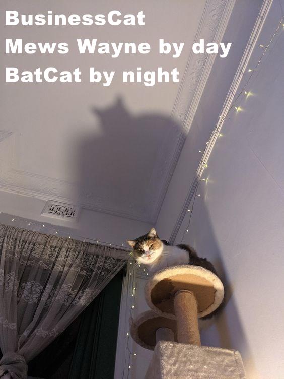 BatCat - Lolcats - lol | cat memes | funny cats | funny cat pictures ...