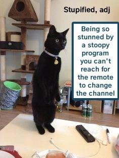 Stupified, adj - Lolcats - lol | cat memes | funny cats | funny cat ...