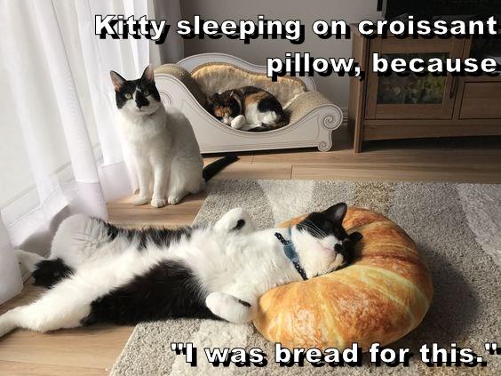 That joke took some time to rise - Lolcats - lol | cat memes | funny ...