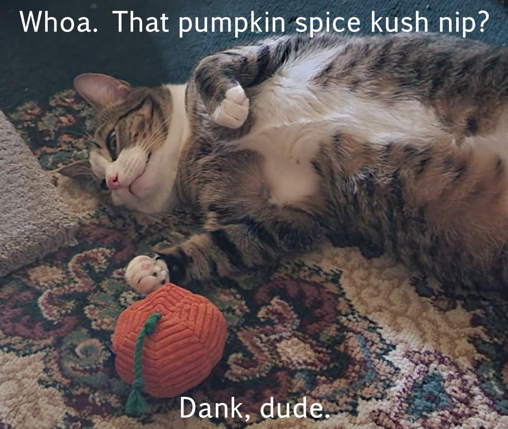 Pumpkin spice everything - Lolcats - lol | cat memes | funny cats ...