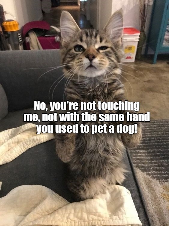 Ew - Lolcats - lol | cat memes | funny cats | funny cat pictures with ...