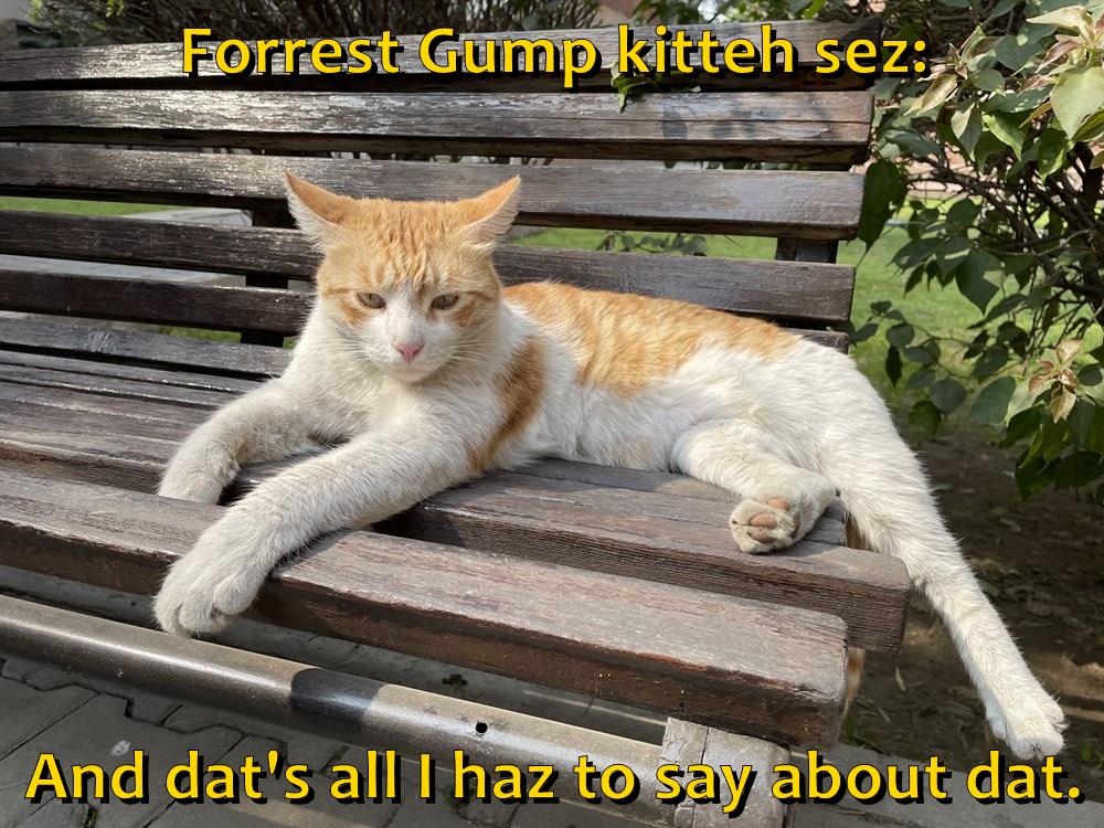 A kitteh of few words - Lolcats - lol | cat memes | funny cats | funny ...