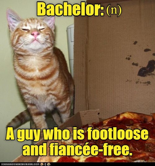 Daffynition- Bachelor - Lolcats - lol | cat memes | funny cats | funny ...
