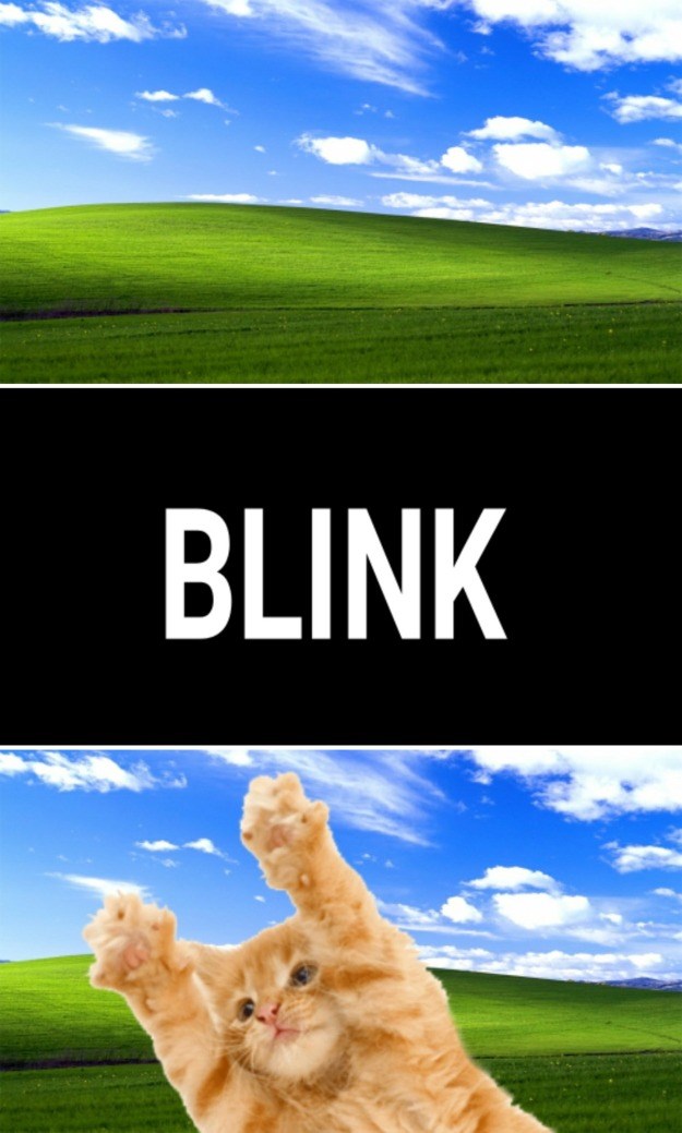 Blink - Lolcats - lol | cat memes | funny cats | funny cat pictures ...