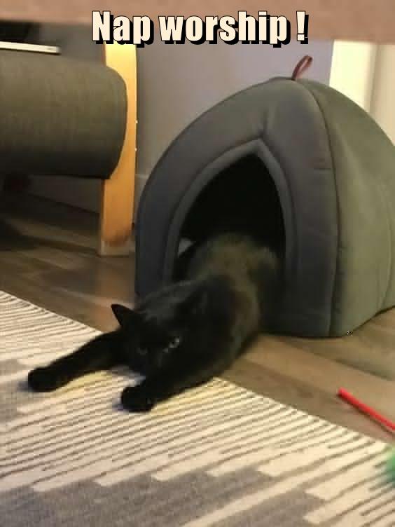 Every day we pray - Lolcats - lol | cat memes | funny cats | funny cat ...