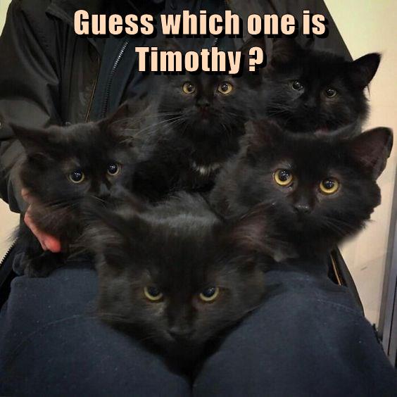 We're all Timothy - Lolcats - lol | cat memes | funny cats | funny cat ...