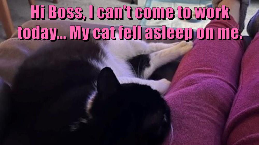 Guess we're working from home today - Lolcats - lol | cat memes | funny ...