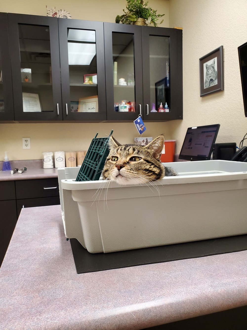 At the vet - Lolcats - lol | cat memes | funny cats | funny cat ...