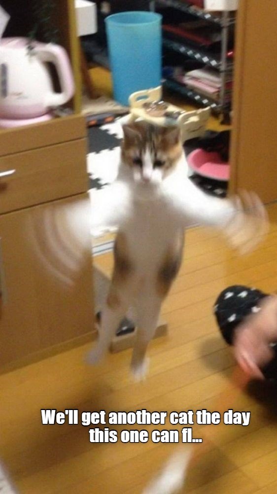Okay, We'll Get Another cat - Lolcats - lol | cat memes | funny cats ...