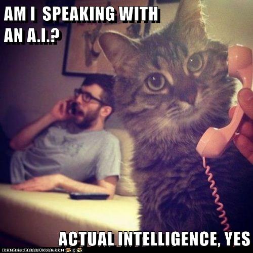 These hoomans don't know anything - Lolcats - lol | cat memes | funny ...