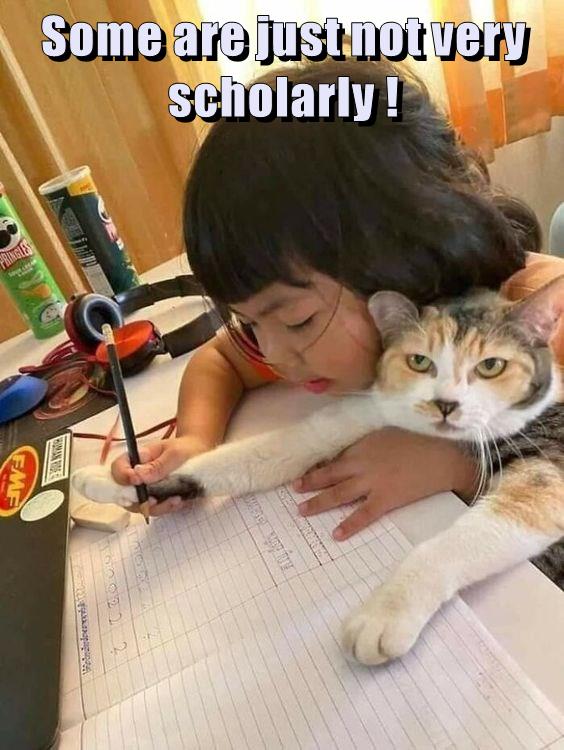 Even cats don't like homework - Lolcats - lol | cat memes | funny cats ...