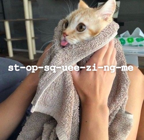 Go squeeze the dog - Lolcats - lol | cat memes | funny cats | funny cat ...