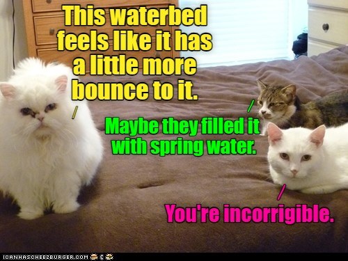 Rapier sharp wit is underappreciated. - Lolcats - lol | cat memes ...