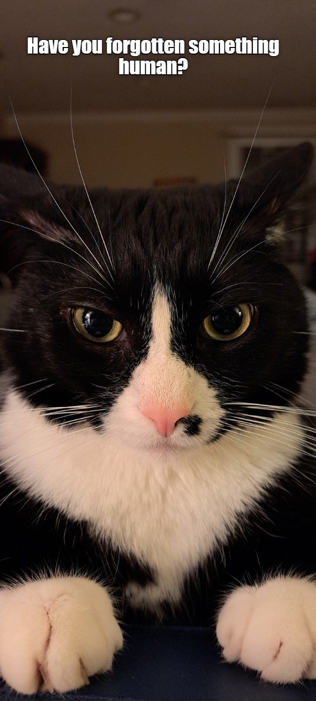 It starts with F and ends in OOD - Lolcats - lol | cat memes | funny ...