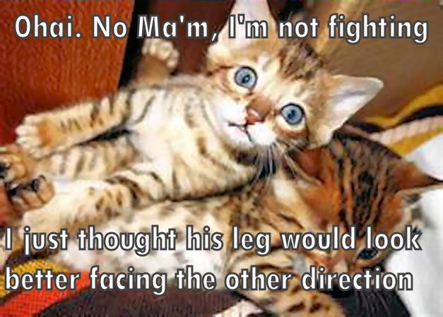 I have Spoken! - Lolcats - lol | cat memes | funny cats | funny cat ...