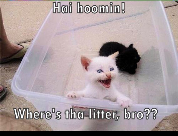 Move it, bro! - Lolcats - lol | cat memes | funny cats | funny cat ...