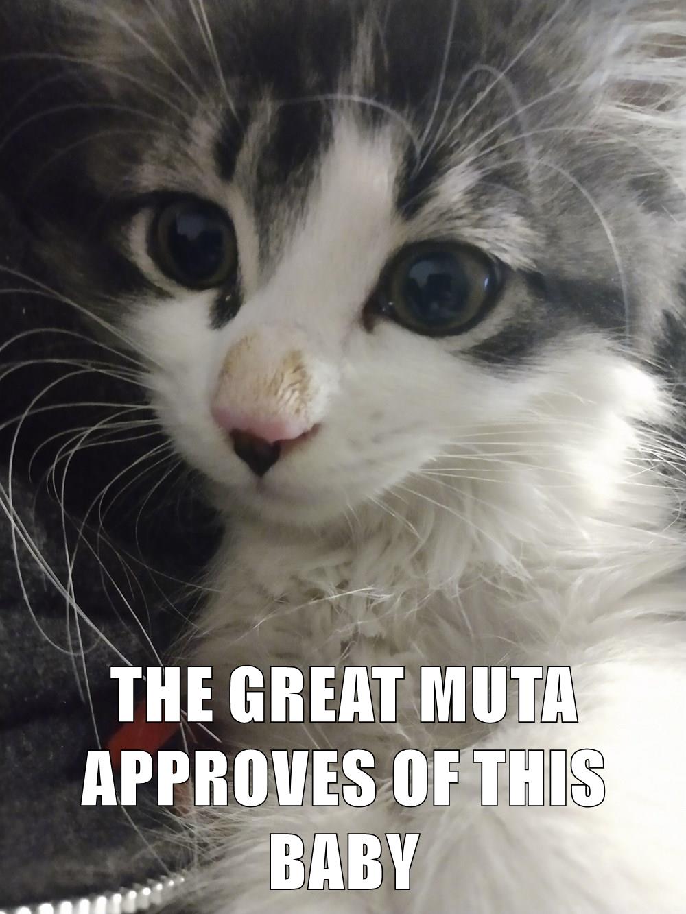 Dis bebe - Lolcats - lol | cat memes | funny cats | funny cat pictures ...