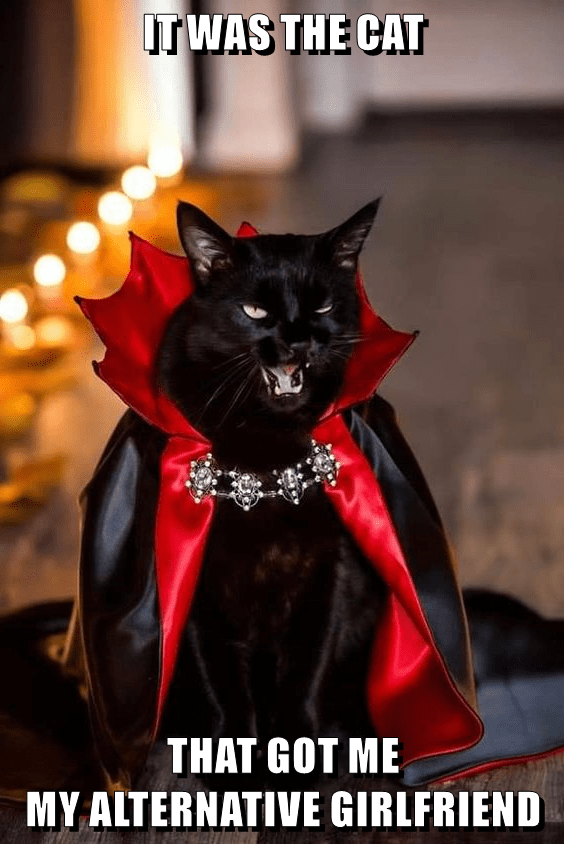 "Alternative girlfriend" - Lolcats - lol | cat memes | funny cats ...