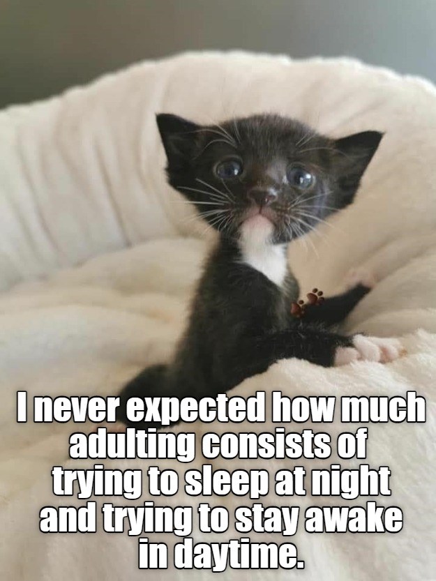 Truth - Lolcats - lol | cat memes | funny cats | funny cat pictures ...
