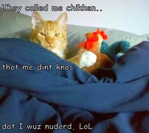 Chikken - Lolcats - lol | cat memes | funny cats | funny cat pictures ...