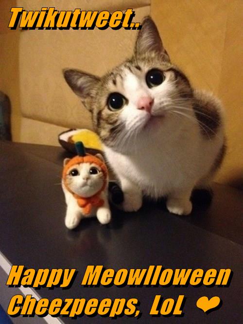 Happy Meowlloween - Lolcats - lol | cat memes | funny cats | funny cat ...