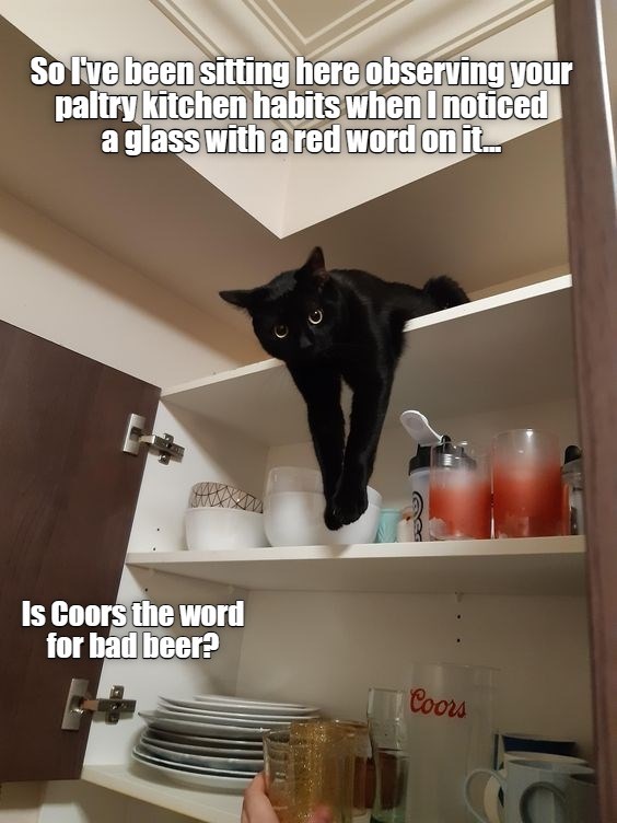Don't Get Upset, It's Just A Question - Lolcats - lol | cat memes ...
