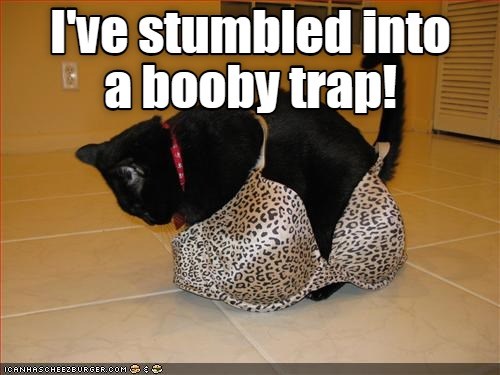 Bamboozled again - Lolcats - lol | cat memes | funny cats | funny cat ...