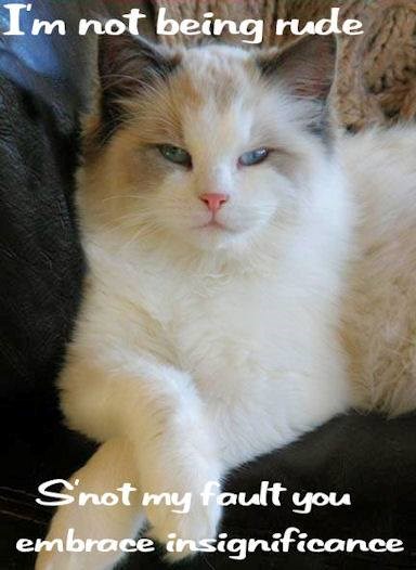 Snark personified - I Can Has Cheezburger?