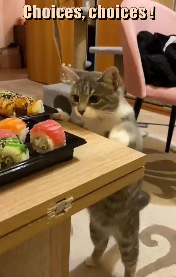 A gourmet selection - Lolcats - lol | cat memes | funny cats | funny ...