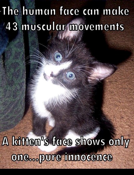But we get to waste our time - Lolcats - lol | cat memes | funny cats ...