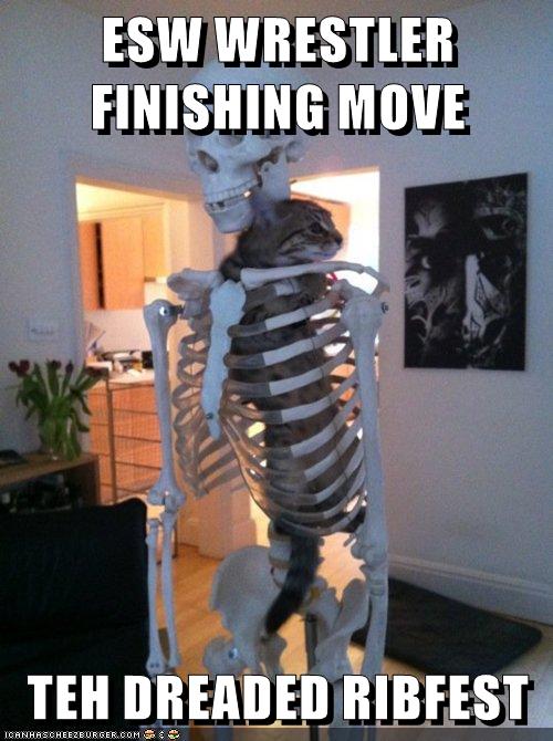 Ribfest - Lolcats - lol | cat memes | funny cats | funny cat pictures ...