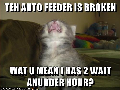 Nooooooooooo - Lolcats - lol | cat memes | funny cats | funny cat ...