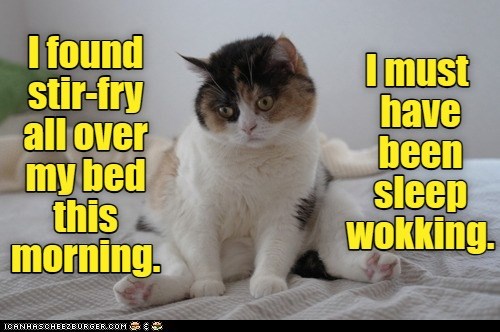 Breakfast in bed. - Lolcats - lol | cat memes | funny cats | funny cat ...