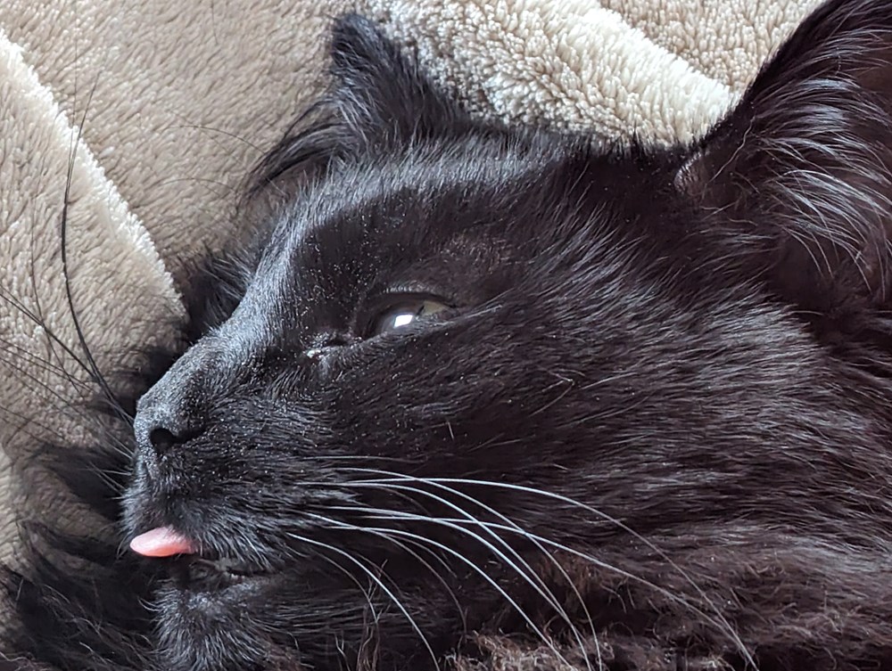 Blehhh! - Lolcats - lol | cat memes | funny cats | funny cat pictures ...