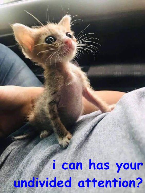 Pwease? - Lolcats - lol | cat memes | funny cats | funny cat pictures ...