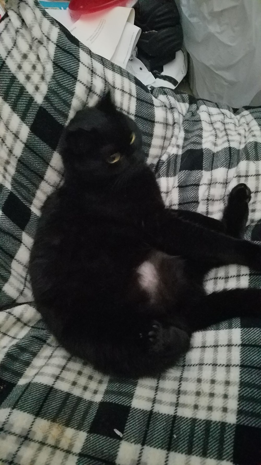 Noz that Iz think 'bout it, nut'n iz need to do, anywaz - Lolcats - lol ...