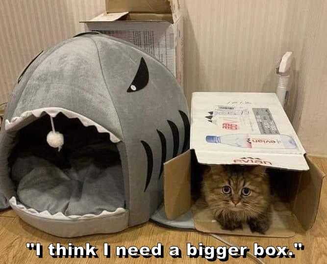 We said box, not shark - Lolcats - lol | cat memes | funny cats | funny ...