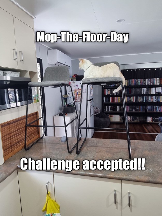 I win! I always win! - Lolcats - lol | cat memes | funny cats | funny ...