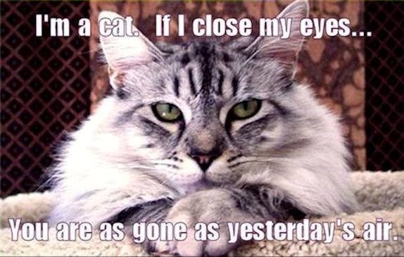 Poof, you're a memory - Lolcats - lol | cat memes | funny cats | funny ...