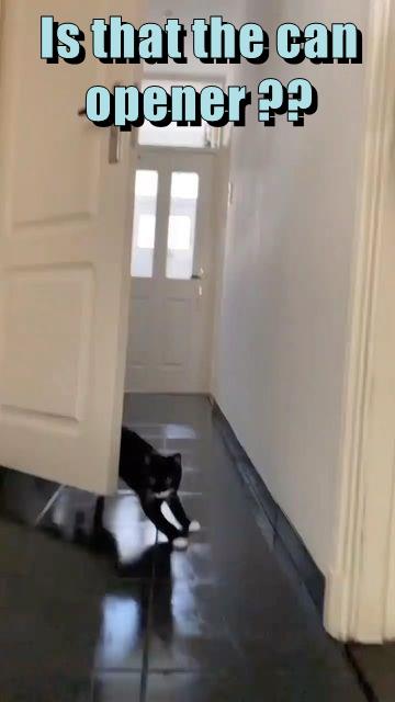 You have summoned me - Lolcats - lol | cat memes | funny cats | funny ...