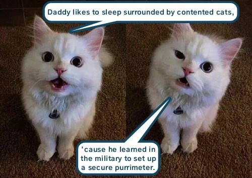 Pawsitive environment - Lolcats - lol | cat memes | funny cats | funny ...