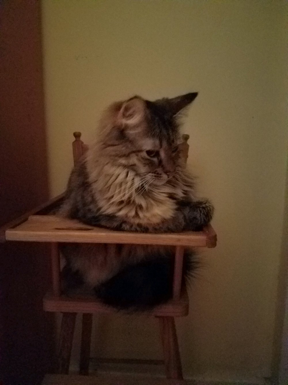 My chair - Lolcats - lol | cat memes | funny cats | funny cat pictures ...