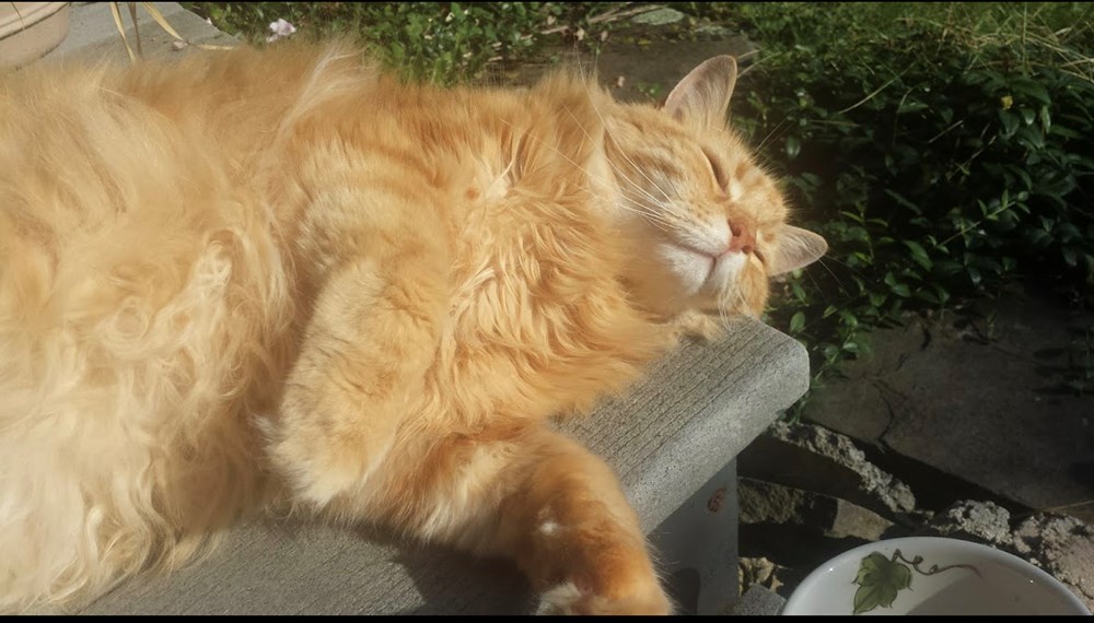 Soaking up the sun - Lolcats - lol | cat memes | funny cats | funny cat ...