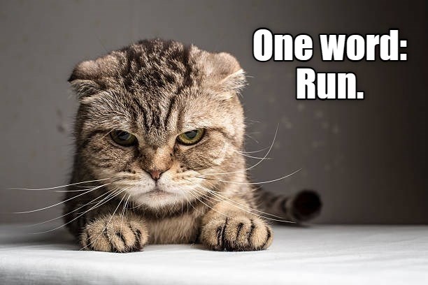 Run - Lolcats - lol | cat memes | funny cats | funny cat pictures with ...