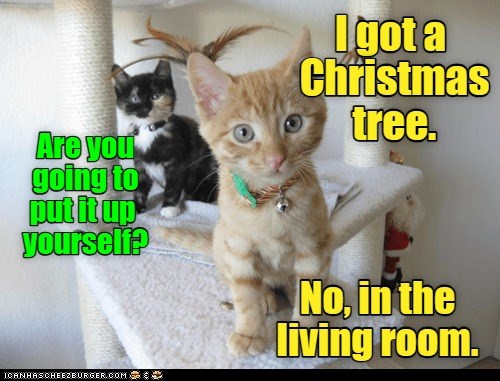 Well, Duh! - Lolcats - lol | cat memes | funny cats | funny cat ...