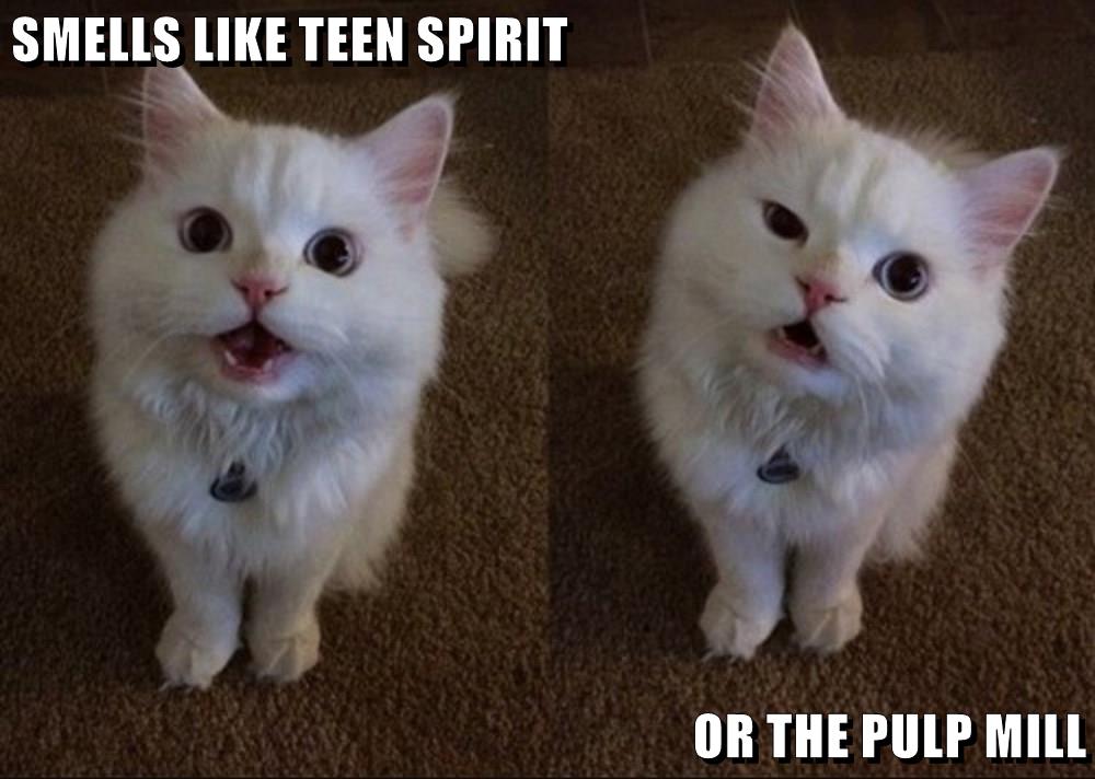 Gross - Lolcats - lol | cat memes | funny cats | funny cat pictures with words on them | funny ...