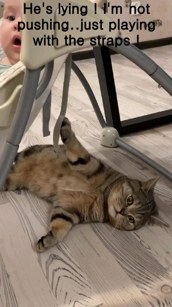 He's lying - Lolcats - lol | cat memes | funny cats | funny cat ...