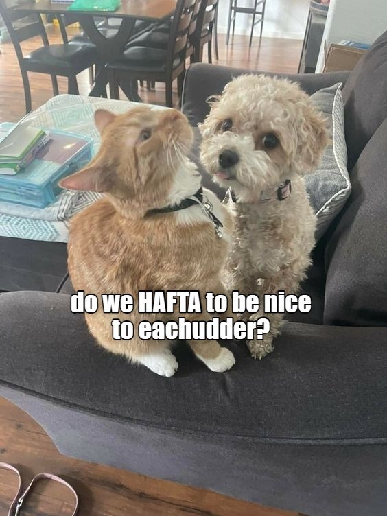 yes, be friends - Lolcats - lol | cat memes | funny cats | funny cat ...