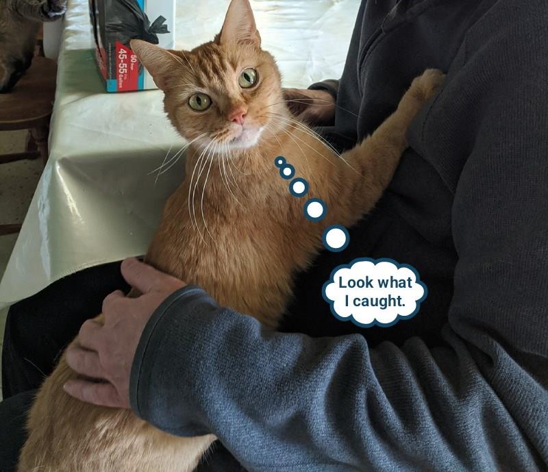 The human wrangler - Lolcats - lol | cat memes | funny cats | funny cat ...